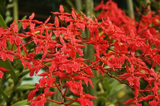 🌺 [Orquídeas rojas | Significado, cuidados y fotos] 👉 [La guía más ...